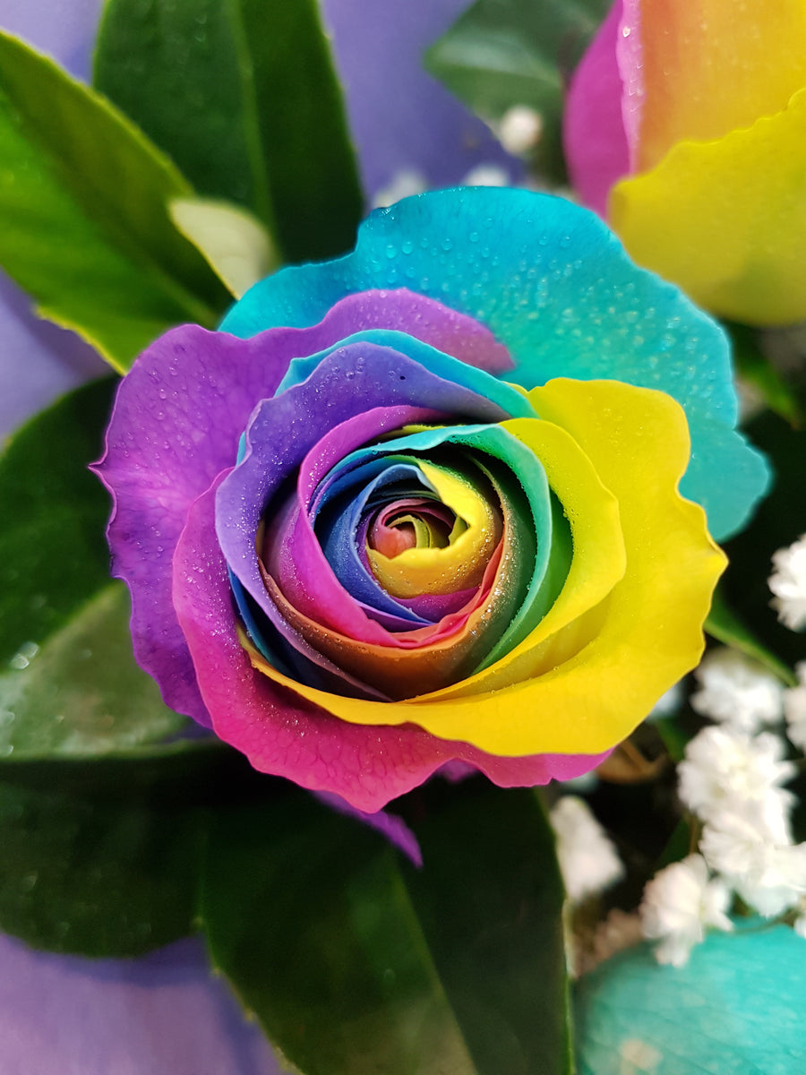 Roses
