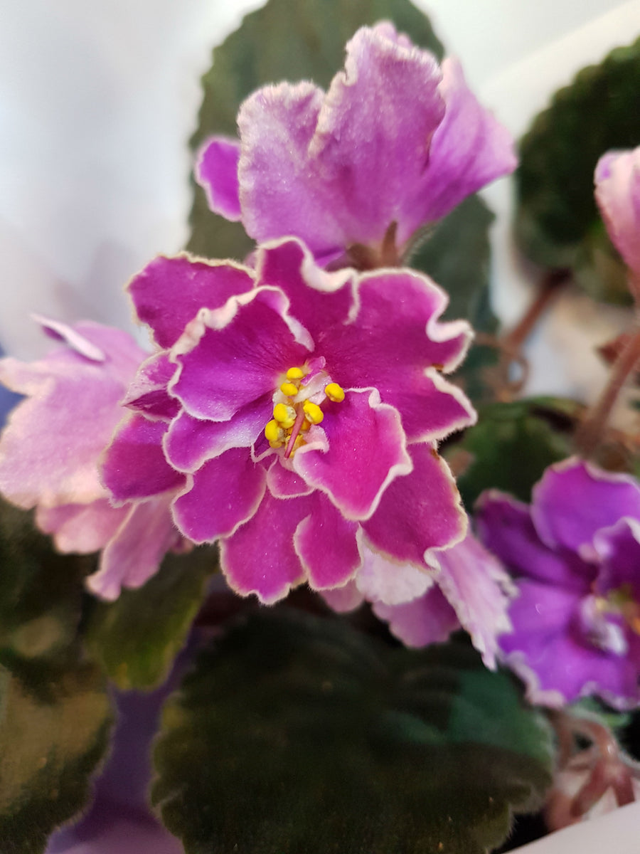 African Violets