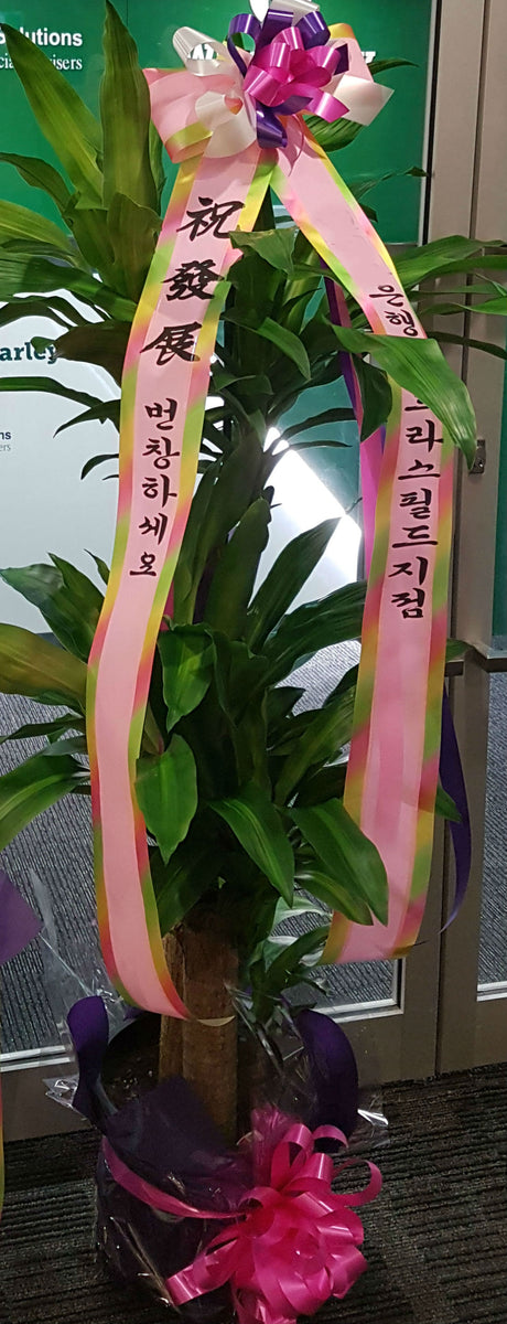 Happy Plant 행운목