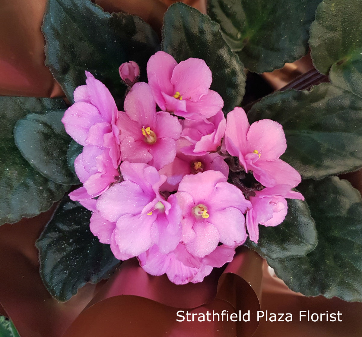 African Violets